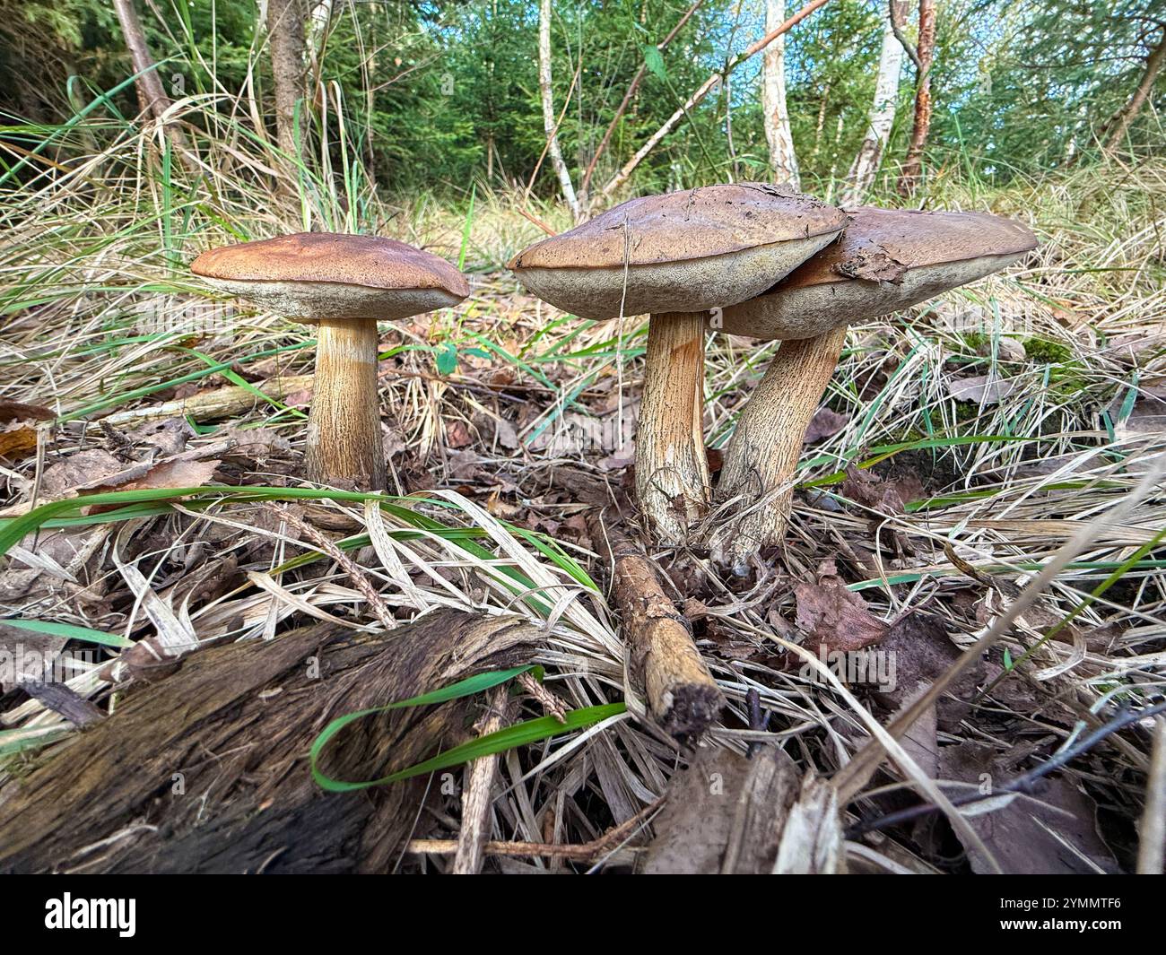 Edible mushroom Leccinum scabrum in forest Stock Photo - Alamy