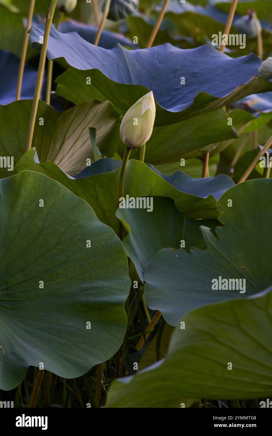 The budding flower of an American Lotus Plant Stock Photo - Alamy