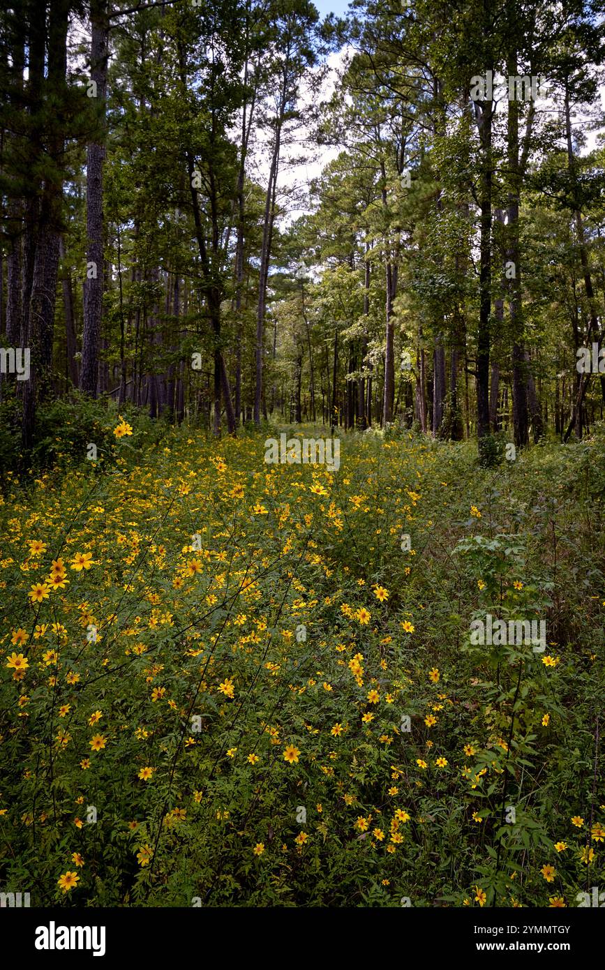 Wildflowers forest trees hi-res stock photography and images - Alamy