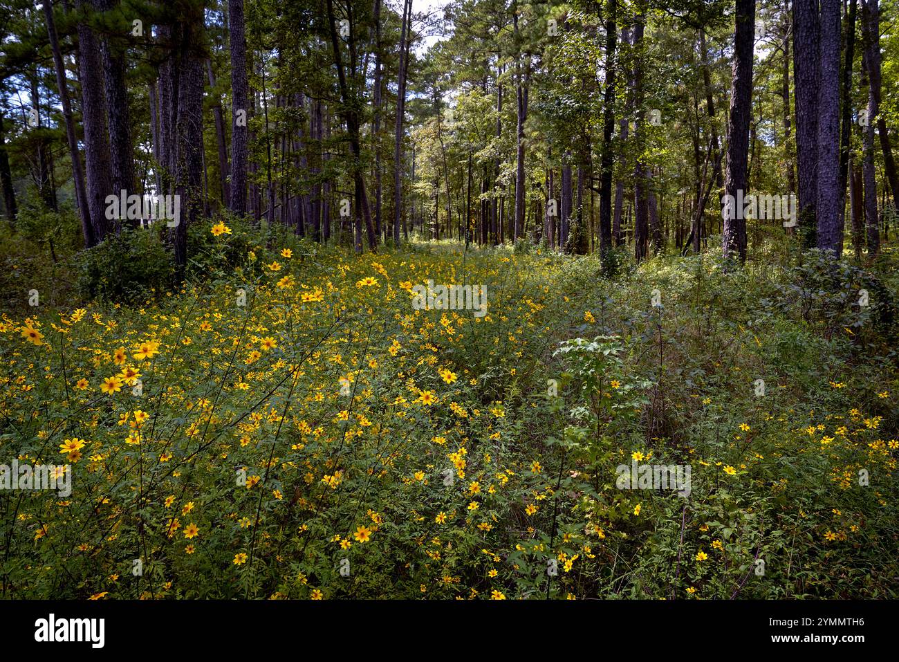 Wildflowers forest trees hi-res stock photography and images - Alamy