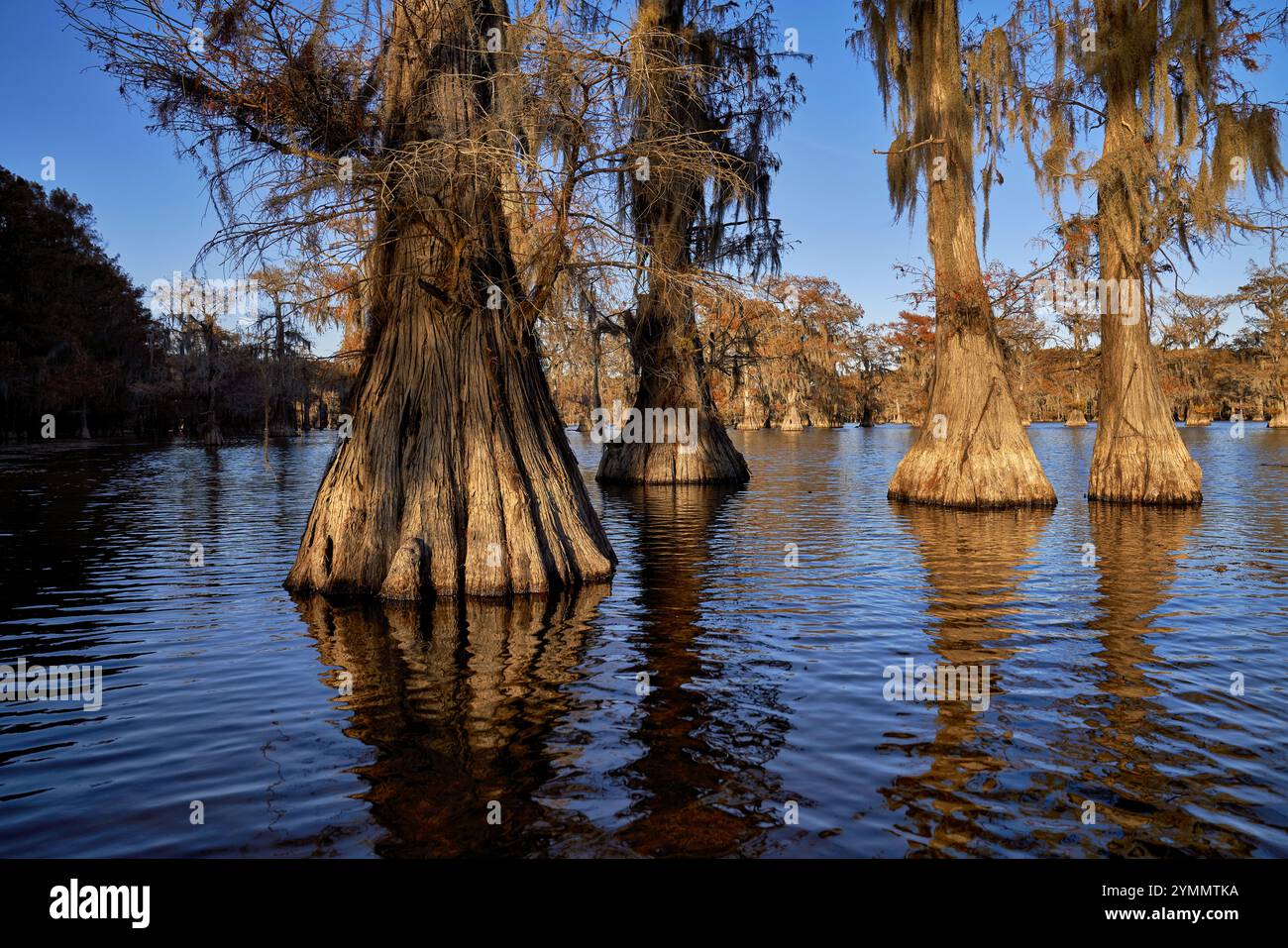 Giant Cypress Trees are part of Caddo Lake Stock Photo - Alamy