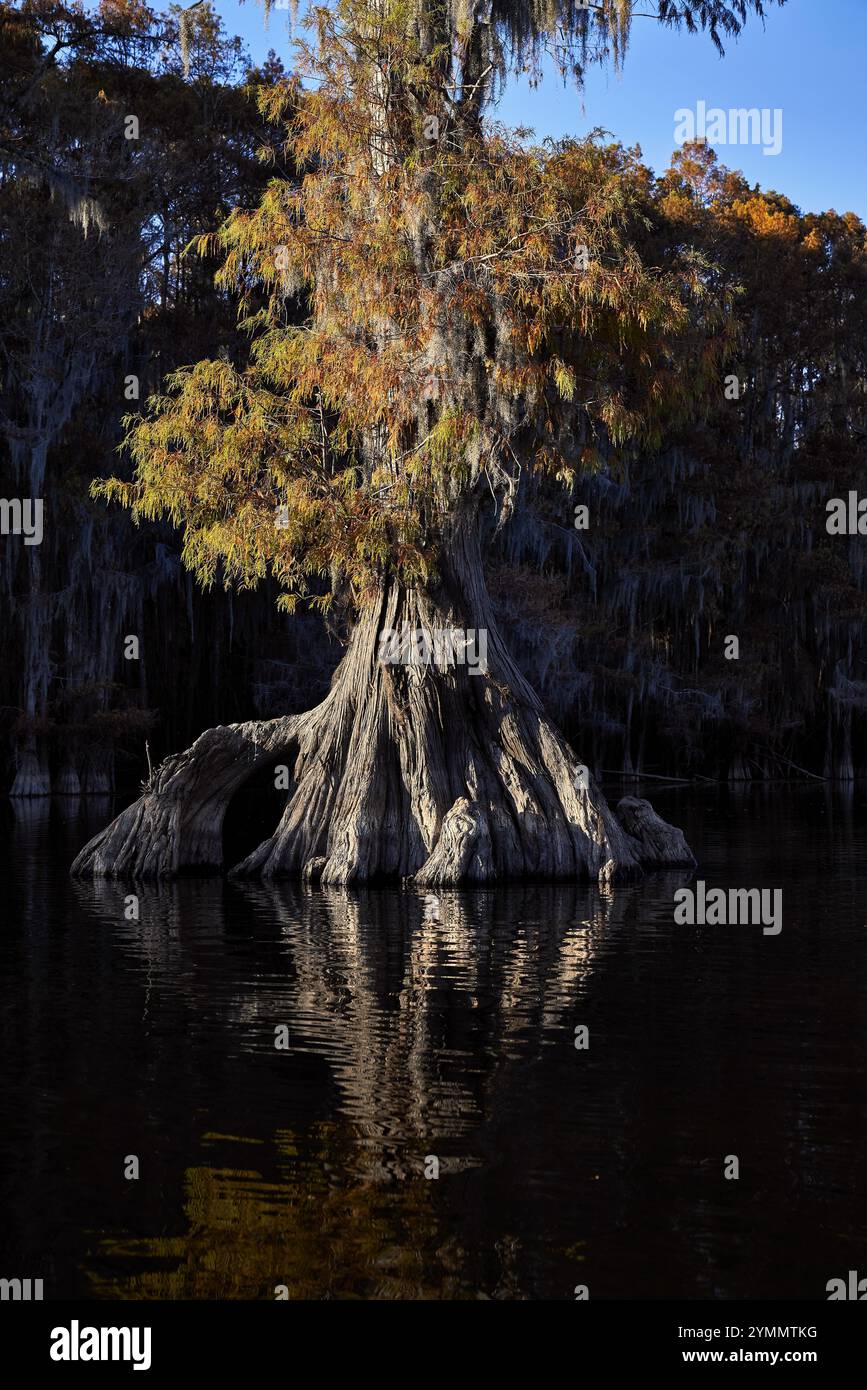 Giant cypress tree hi-res stock photography and images - Alamy