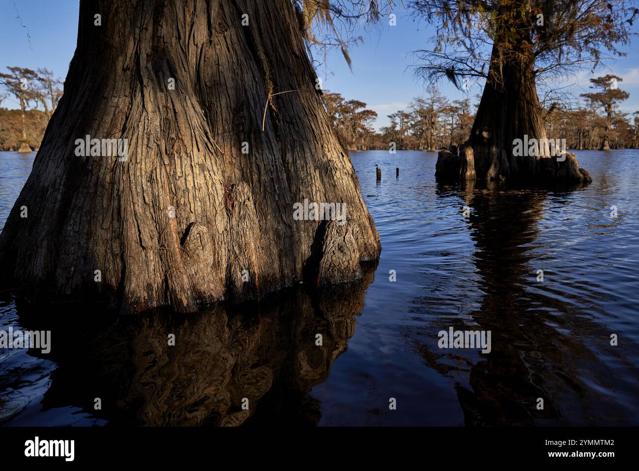 Southern cypress trees hi-res stock photography and images - Alamy