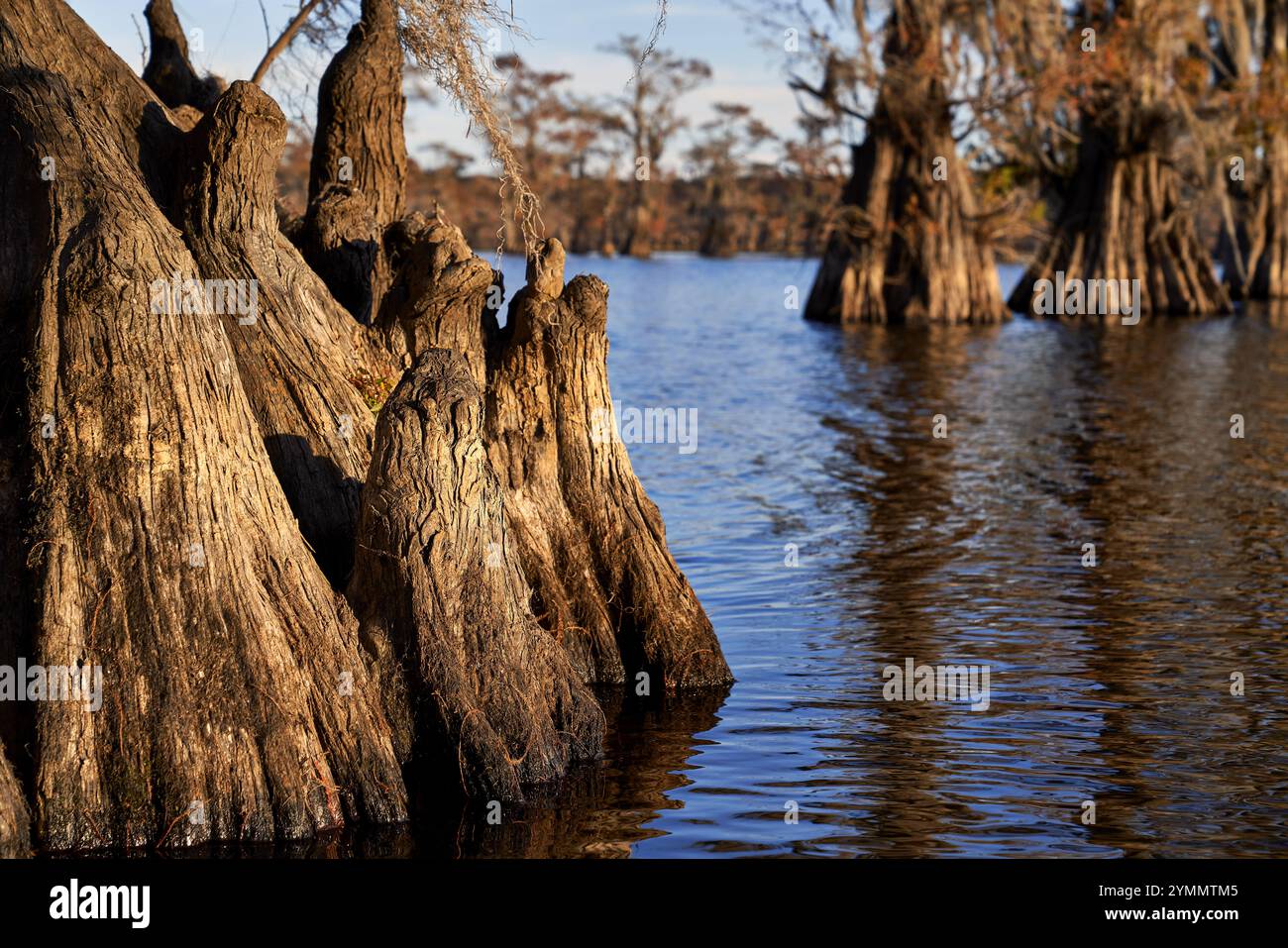 Cypress tree stumps louisiana hi-res stock photography and images - Alamy