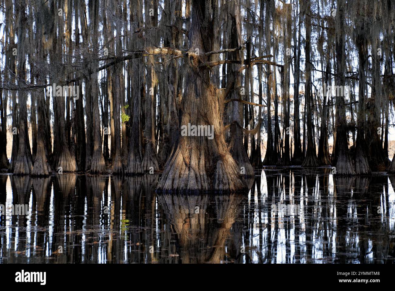Giant Cypress Tree on Caddo Lake Stock Photo - Alamy