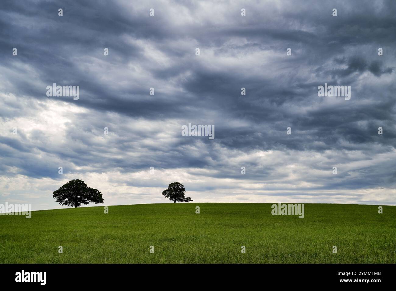 Beautiful scene two trees hi-res stock photography and images - Alamy