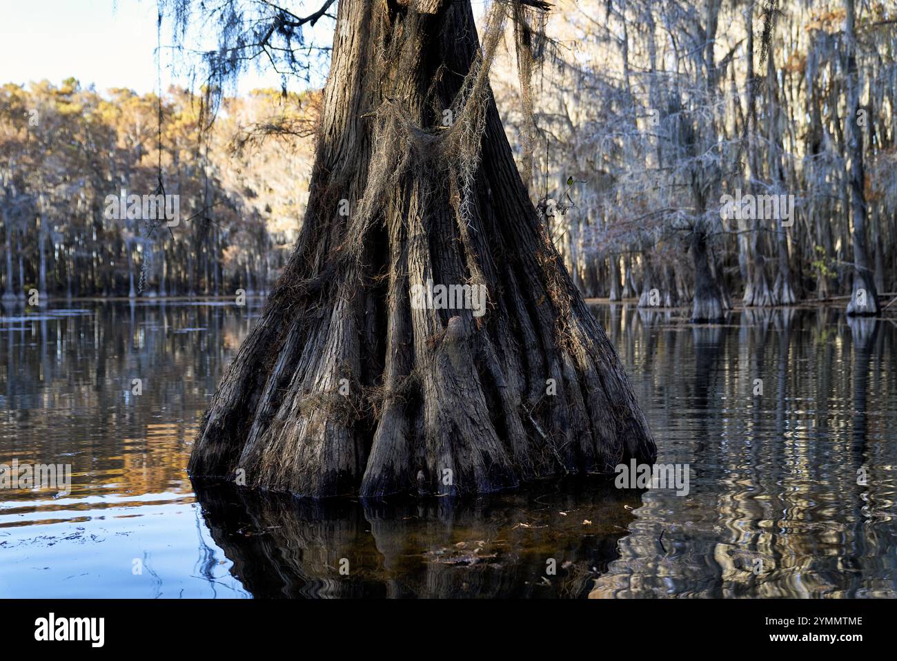 Cypress tree swamp hi-res stock photography and images - Alamy