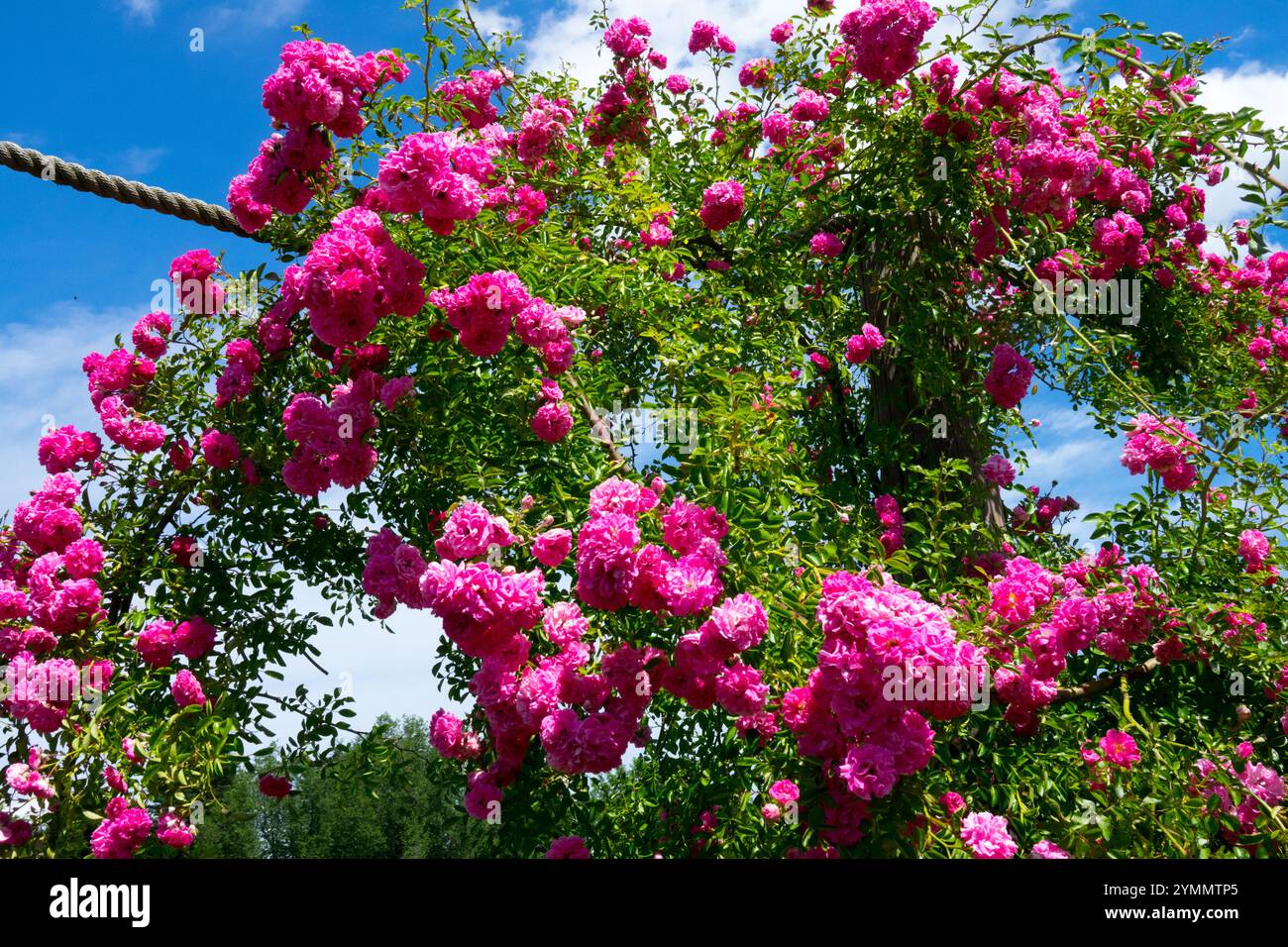 Pink Rambler Rose Rosa "Dorothy Perkins" pink climbing roses Stock ...