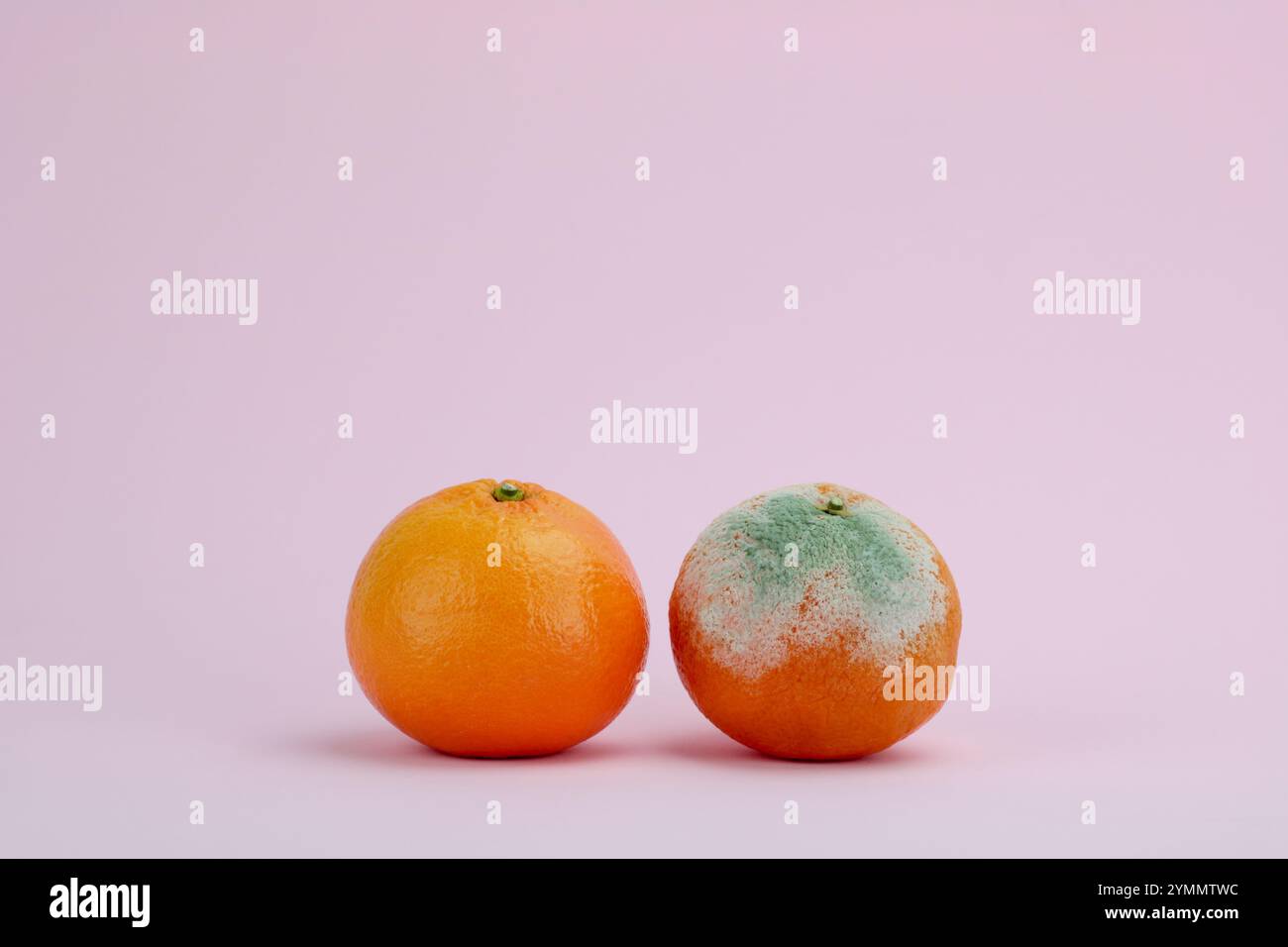 close up of two oranges on pink background, a good orange and a moldy ...