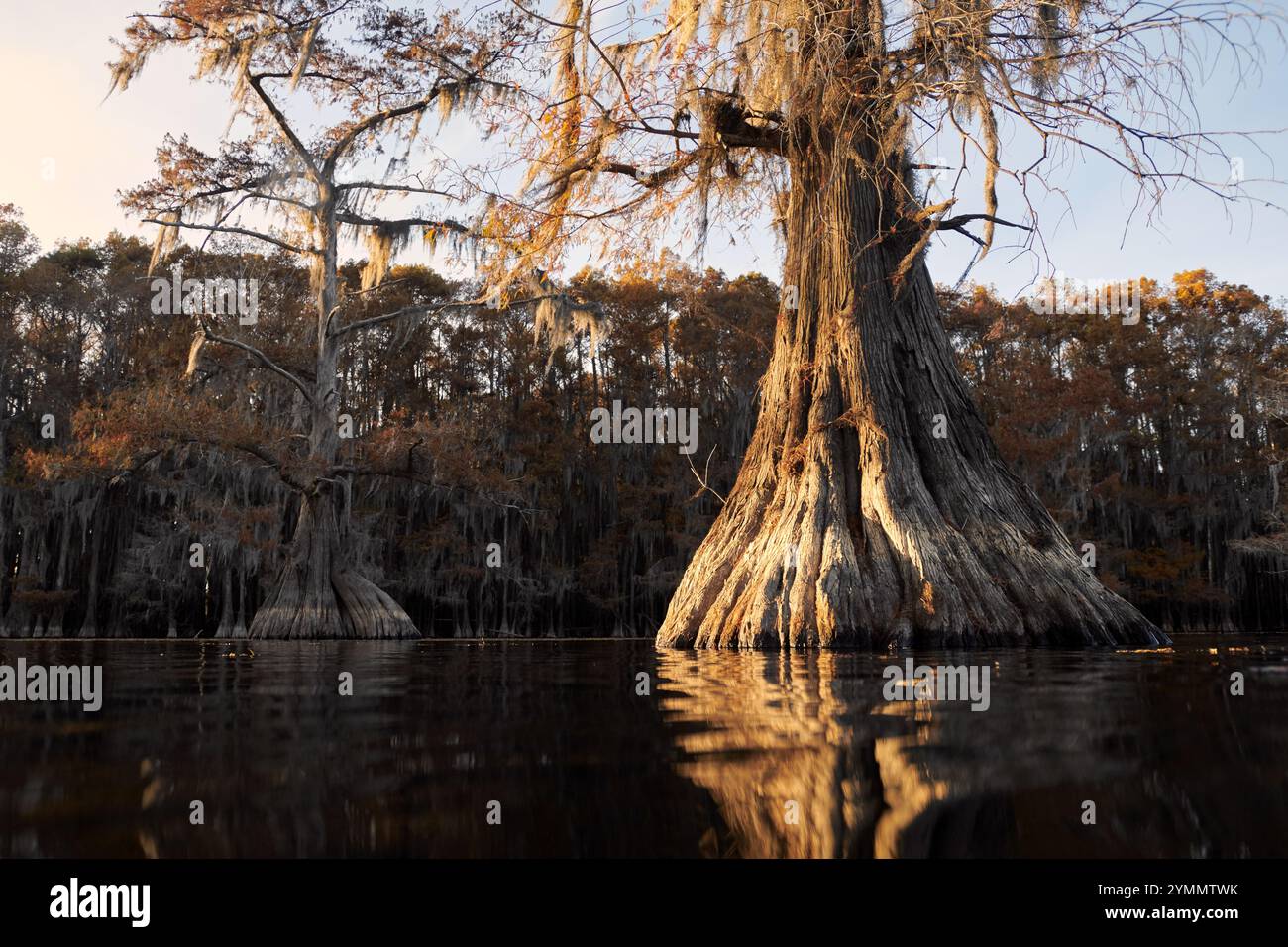 Giant cypress tree hi-res stock photography and images - Alamy