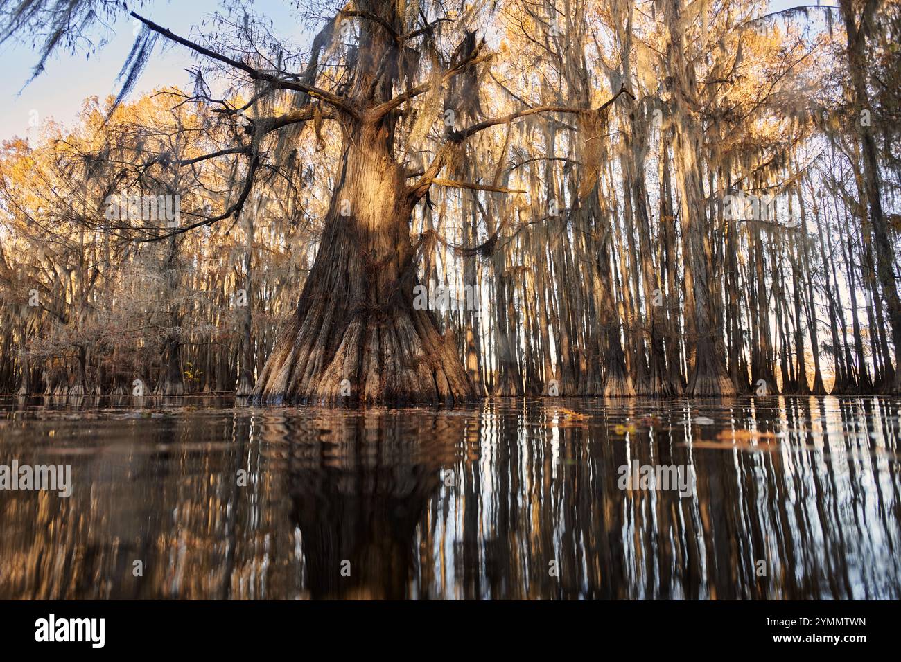 Towering Cypress Tree in afternoon light Stock Photo - Alamy
