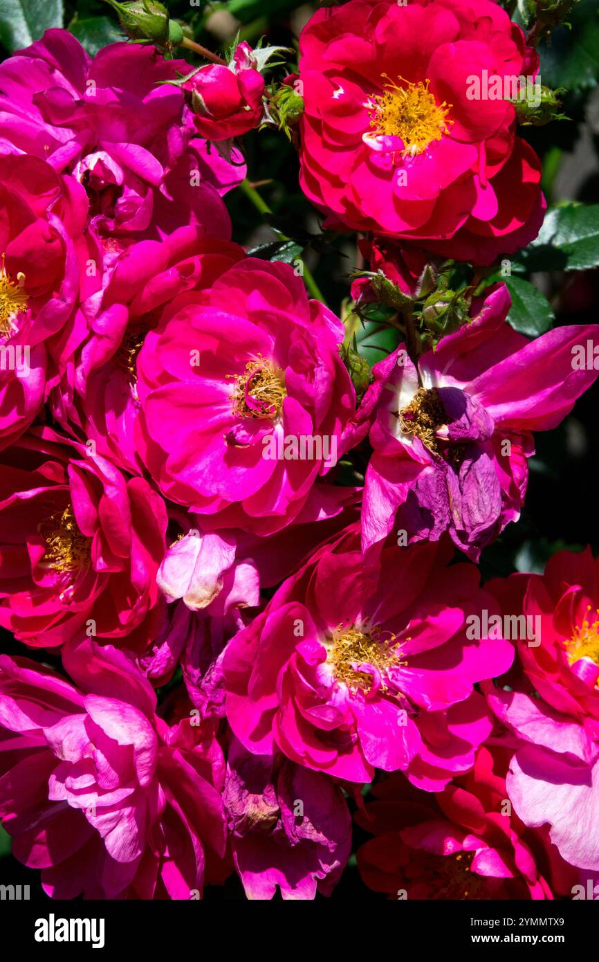 Rosa Henry Kelsey Stock Photo - Alamy