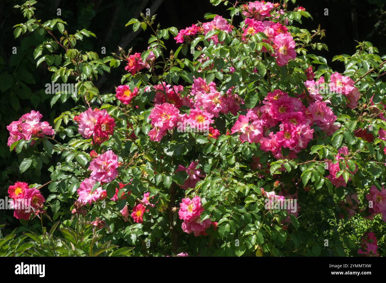 Ornamental plant beautiful hi-res stock photography and images - Alamy