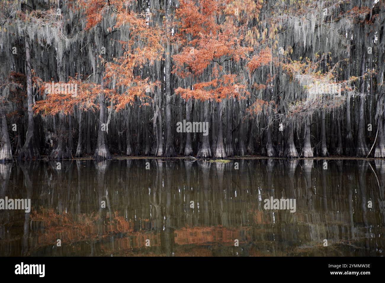 Cypress trees fall color on Caddo Lake Stock Photo - Alamy