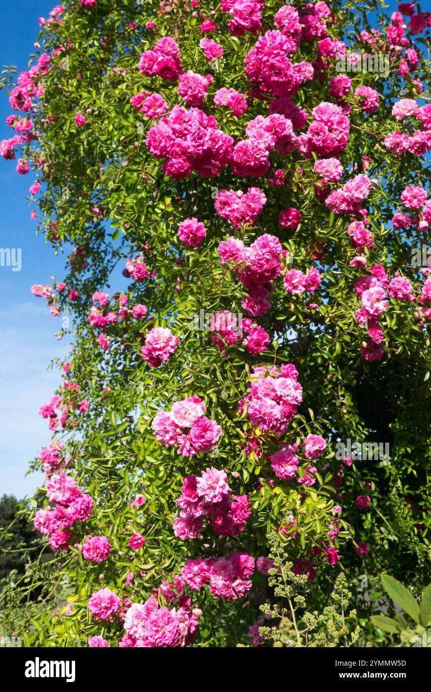 Climbing plants in a garden hi-res stock photography and images - Alamy