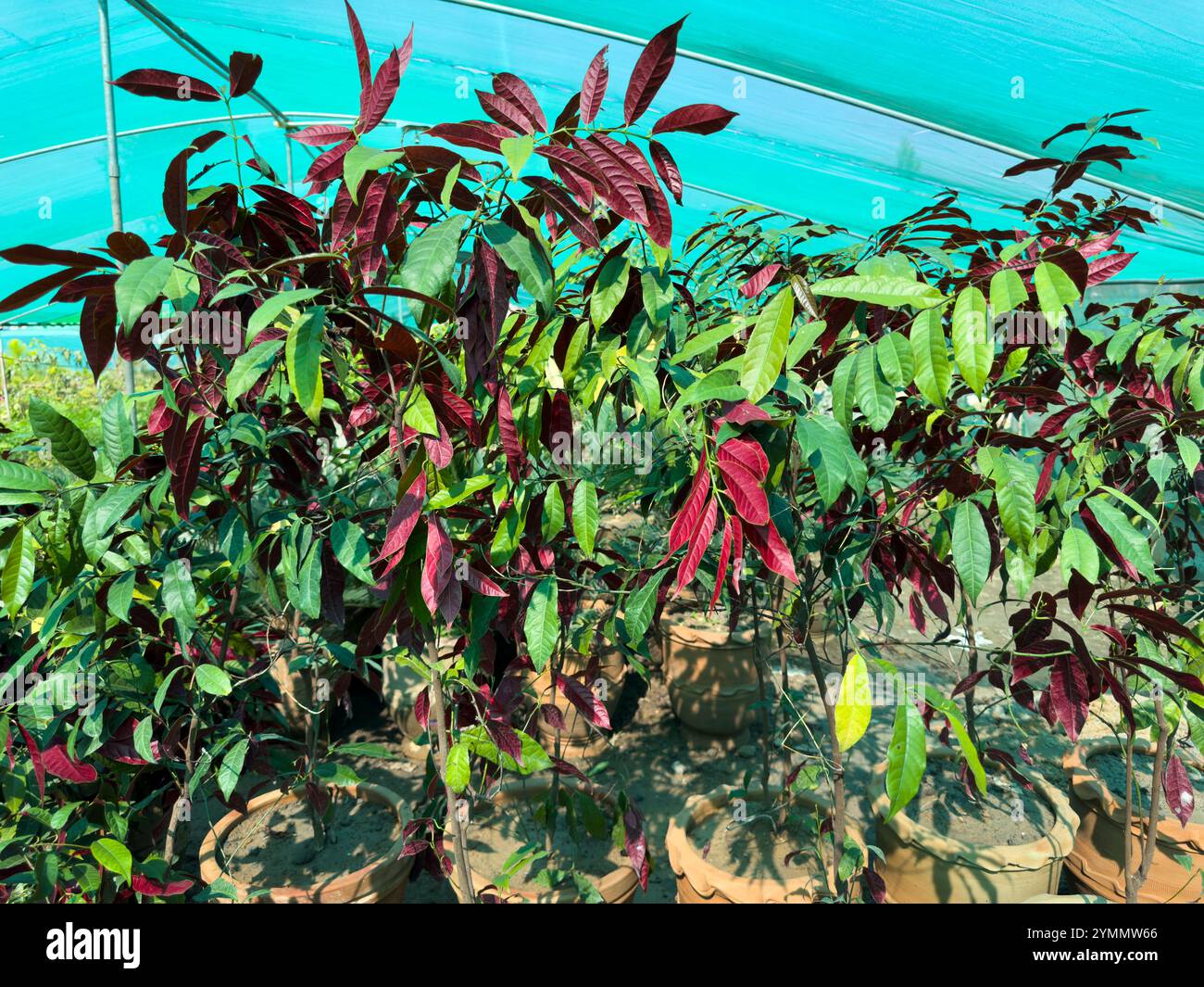 Chinese Croton (Excoecaria cochinchinensis) plants growing in ...