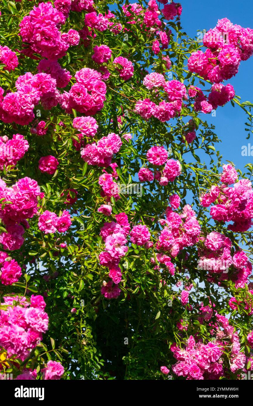 Pink Roses in Full Blooms Rosa "Dorothy Perkins" Rose climber Stock Photo - Alamy