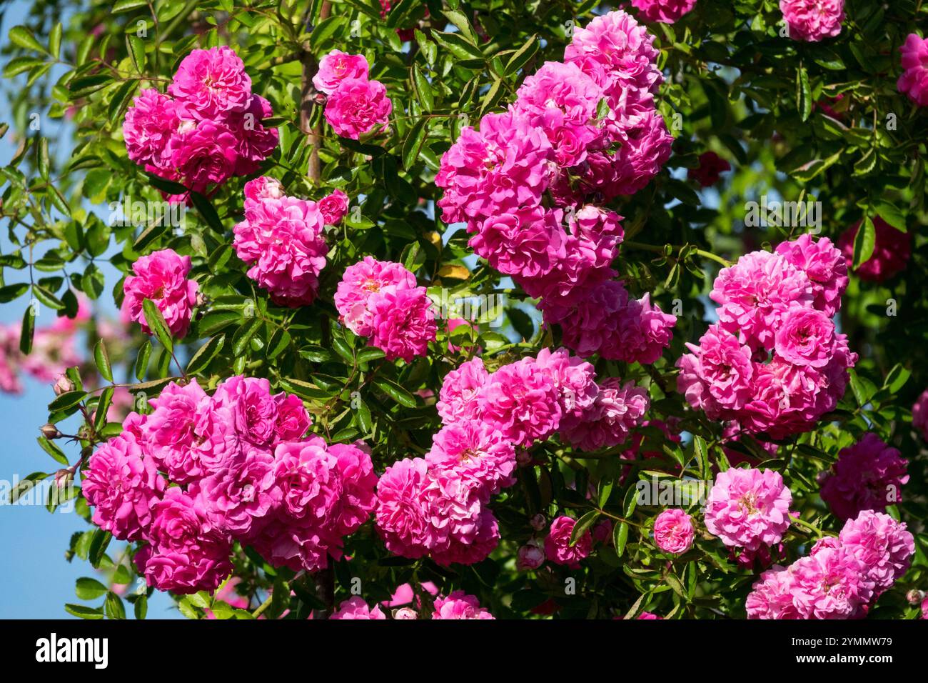 Rosa "Dorothy Perkins" Pink flowers of roses in June Stock Photo - Alamy