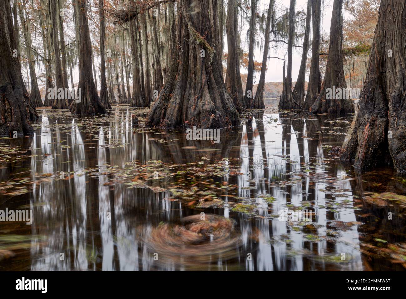 Cypress trees and fall color on Caddo Lake Stock Photo - Alamy