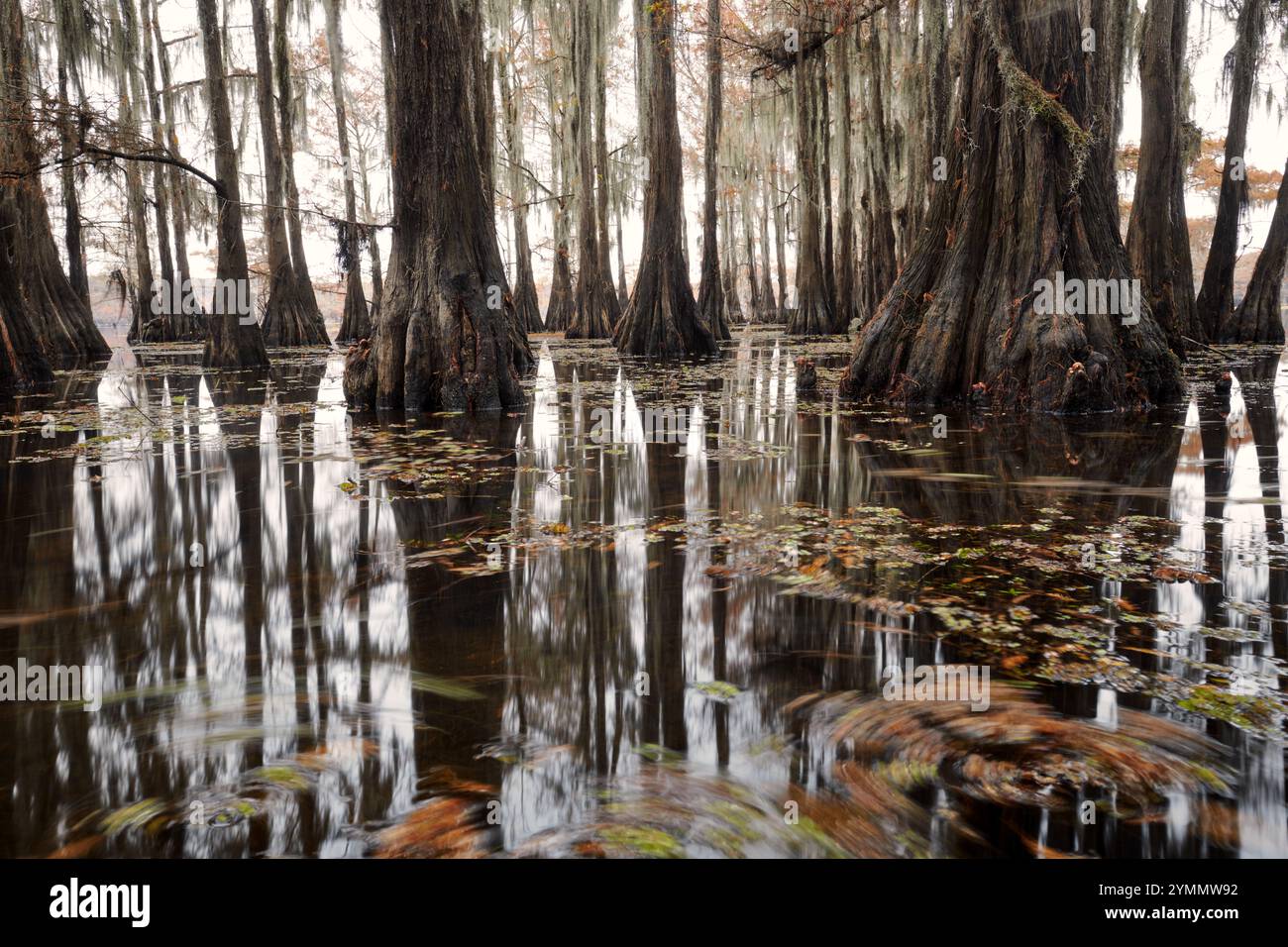 Cypress trees and fall color on Caddo Lake Stock Photo - Alamy