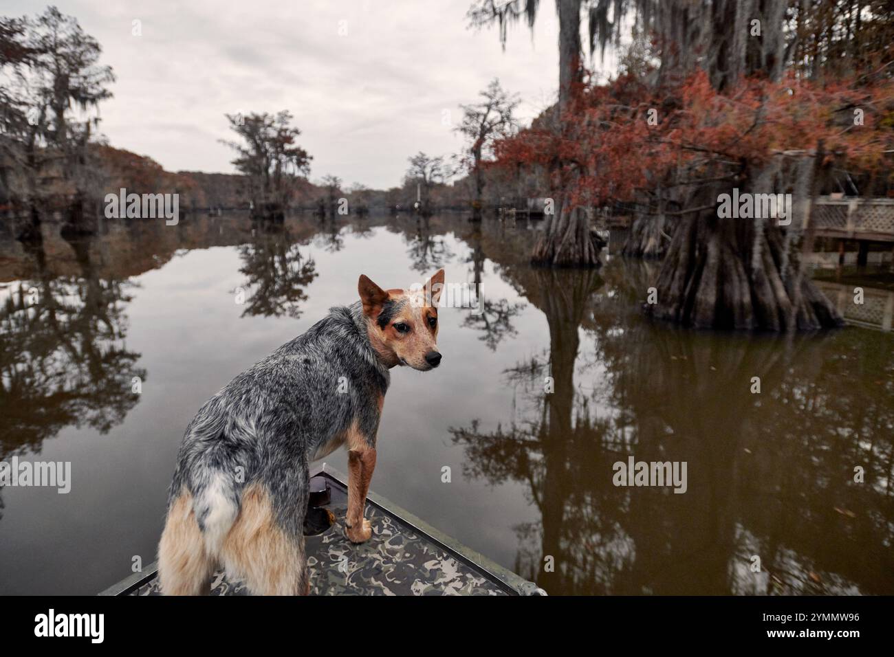 A blue heeler looks curiously from a boat as it glides through a ...