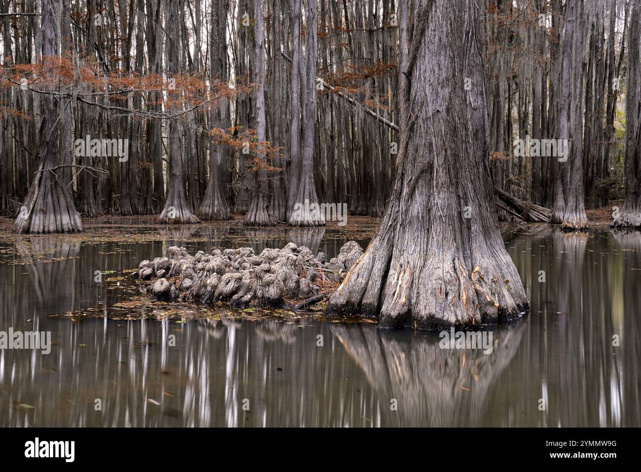 Lush cypress trees hi-res stock photography and images - Alamy