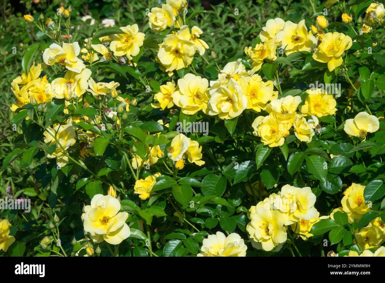 Rose and lemon hi-res stock photography and images - Alamy