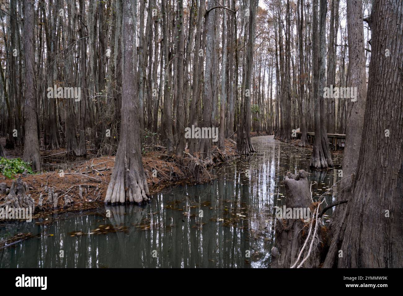 Seasonal swamp hi-res stock photography and images - Alamy