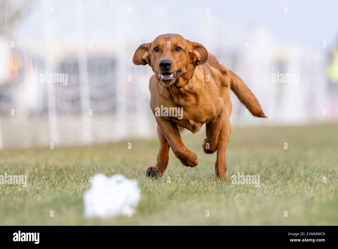 Fox red labrador retriever hi-res stock photography and images - Alamy