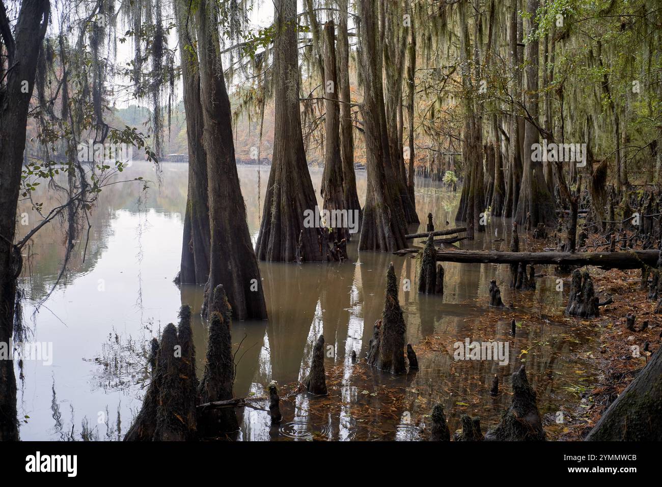 Cypress trees and cypress knees on Caddo Lake Stock Photo - Alamy