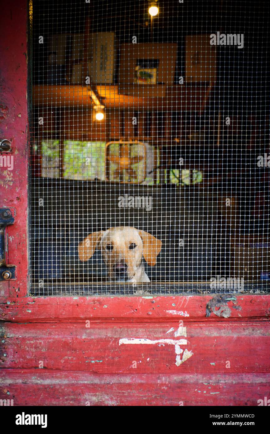 Mesh screen hi-res stock photography and images - Alamy