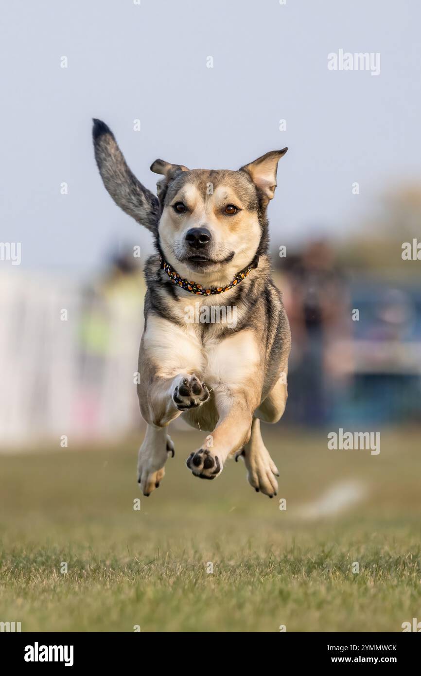 Double dew claws hi-res stock photography and images - Alamy