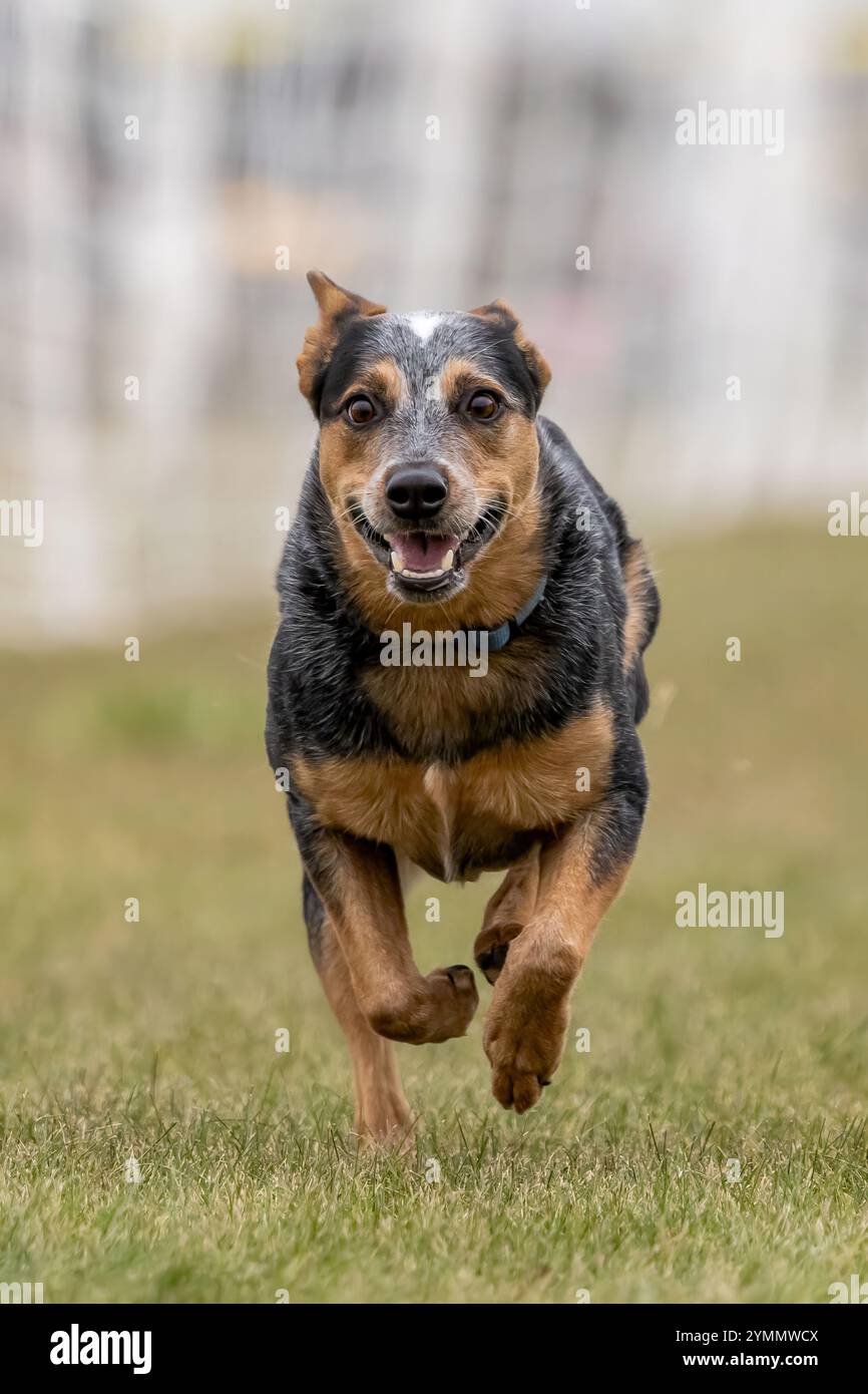 Australian blue heeler dog running hi-res stock photography and images ...