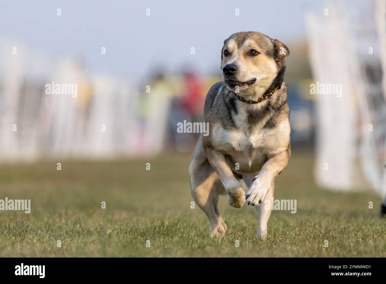 All American Mixed Breed Mutt Running Lure Course Sprint Dog Sport ...