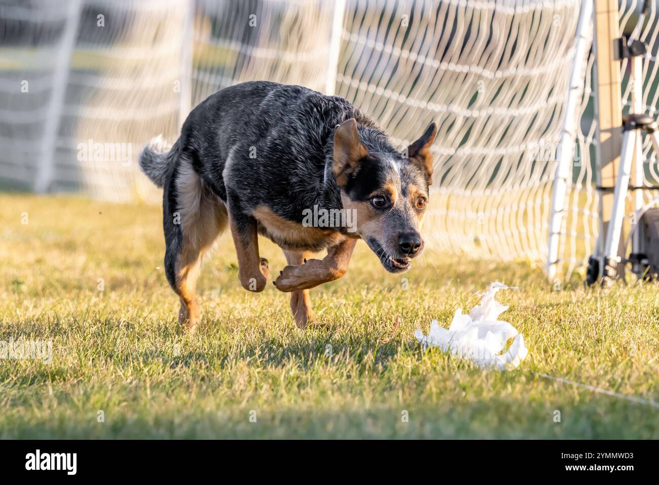 Australian blue heeler dog running hi-res stock photography and images ...