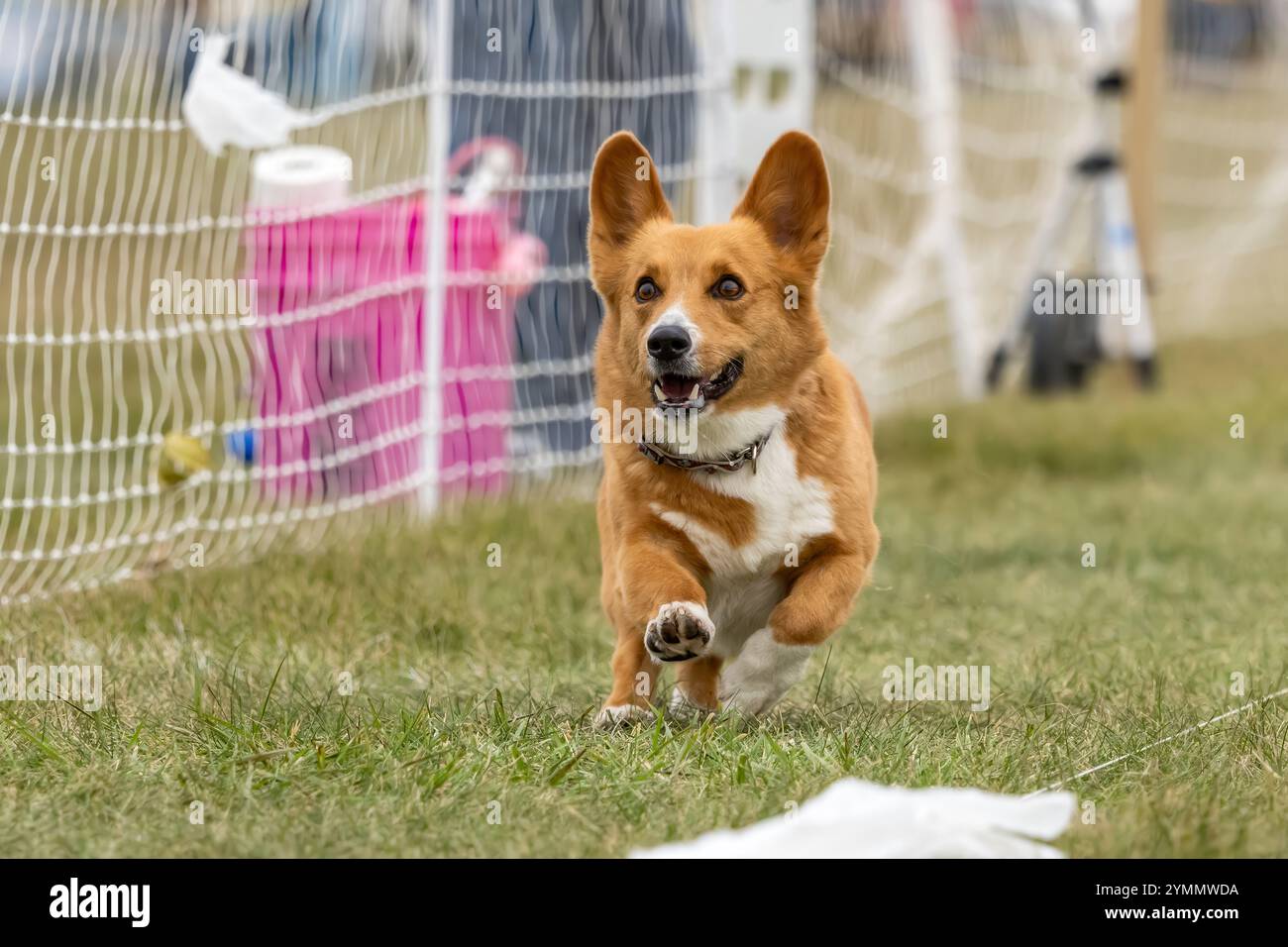 Fast corgi hi-res stock photography and images - Alamy