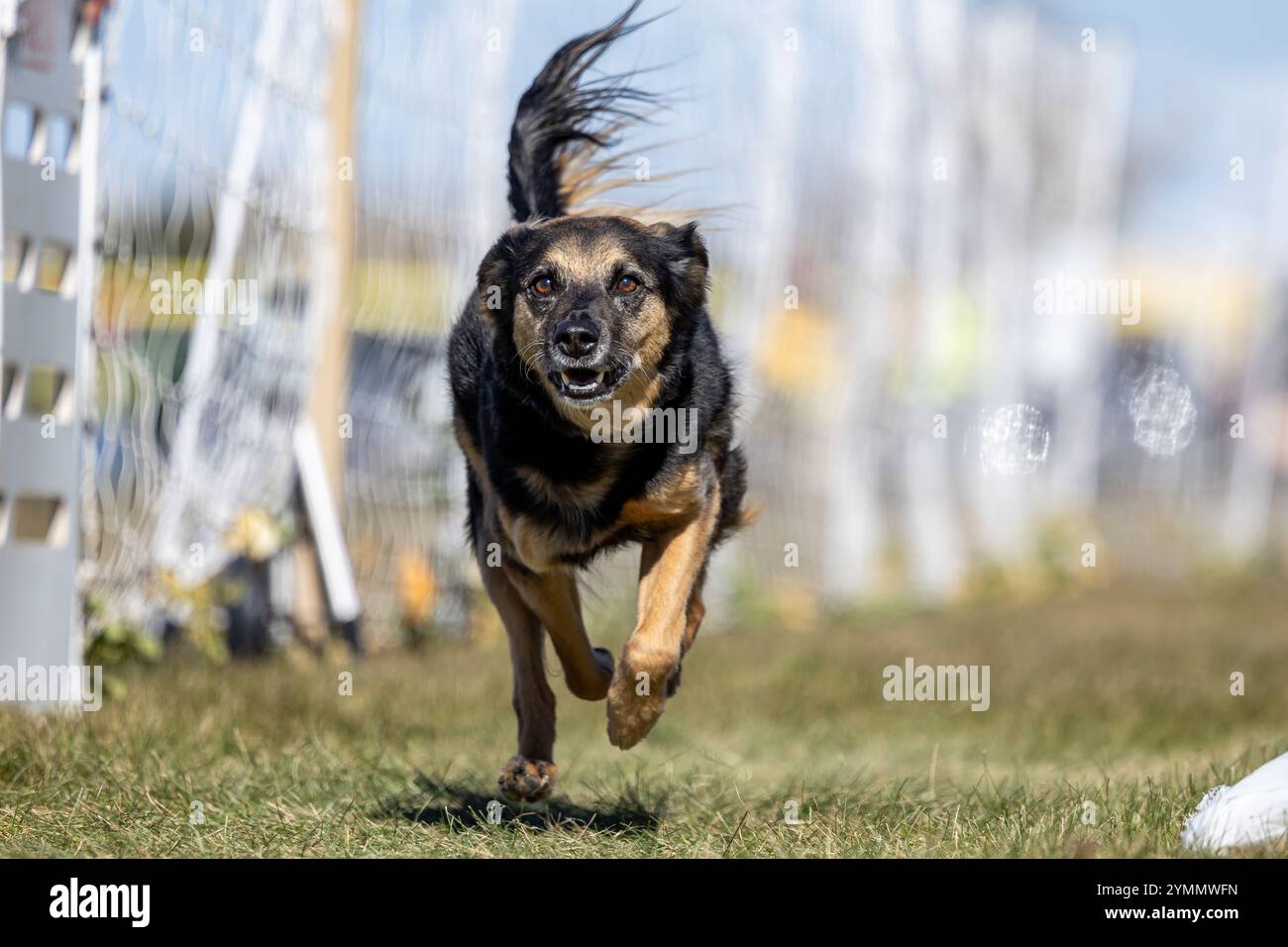 American mixed breed mutt hi-res stock photography and images - Alamy