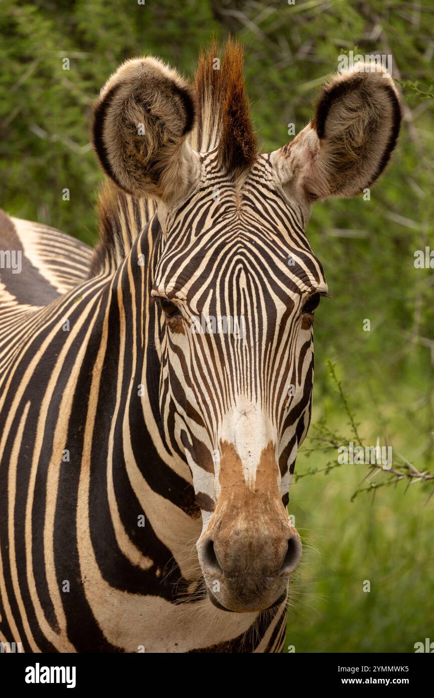 Zebra symmetry hi-res stock photography and images - Alamy