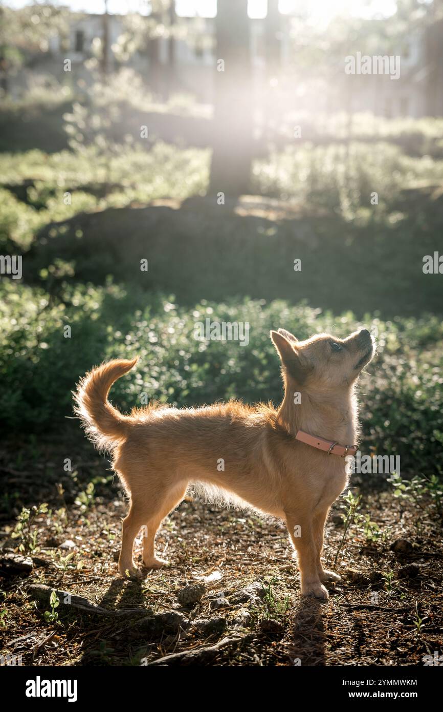 Small dog in nature hi-res stock photography and images - Alamy