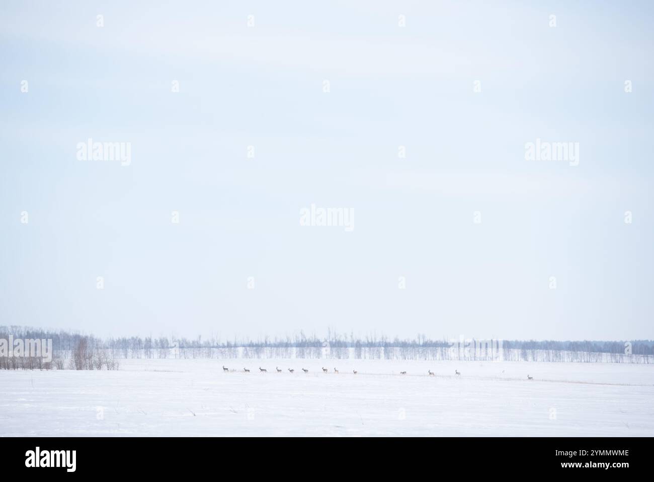 Quiet animals hi-res stock photography and images - Alamy