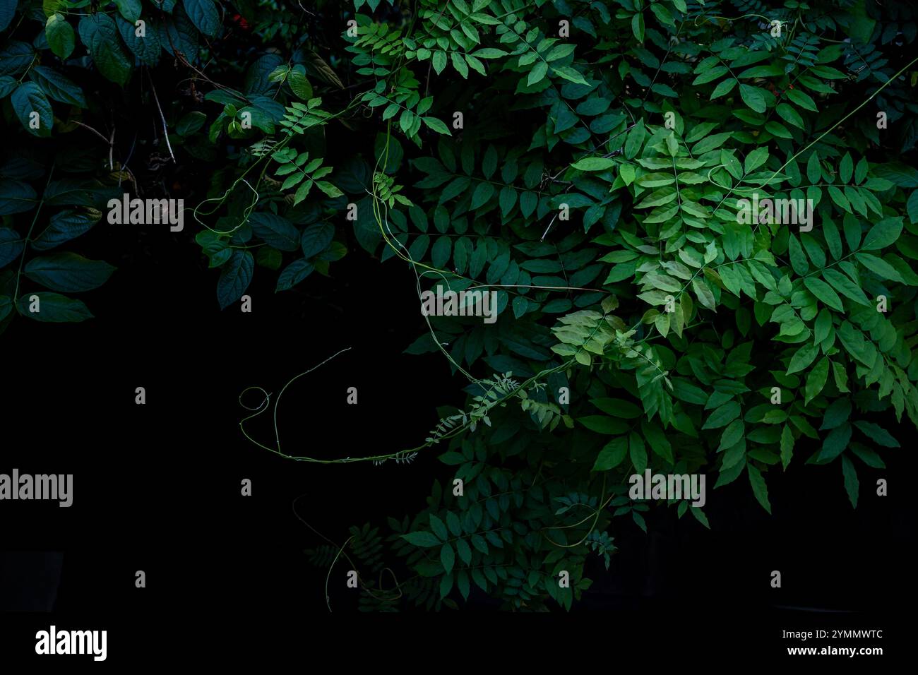 Climbing green ivy leaves bushes dark background Stock Photo - Alamy