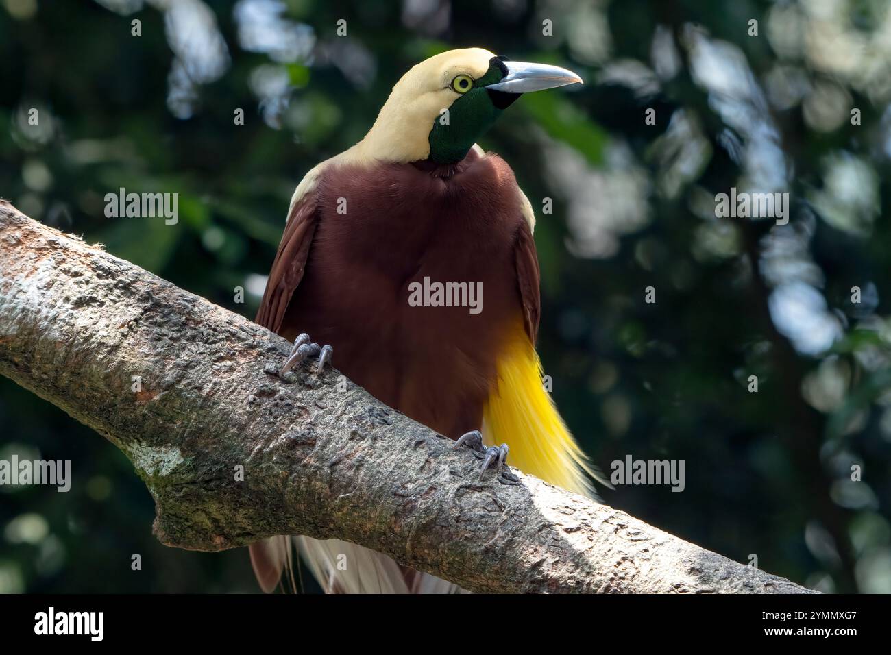 Aru symbol hi-res stock photography and images - Alamy