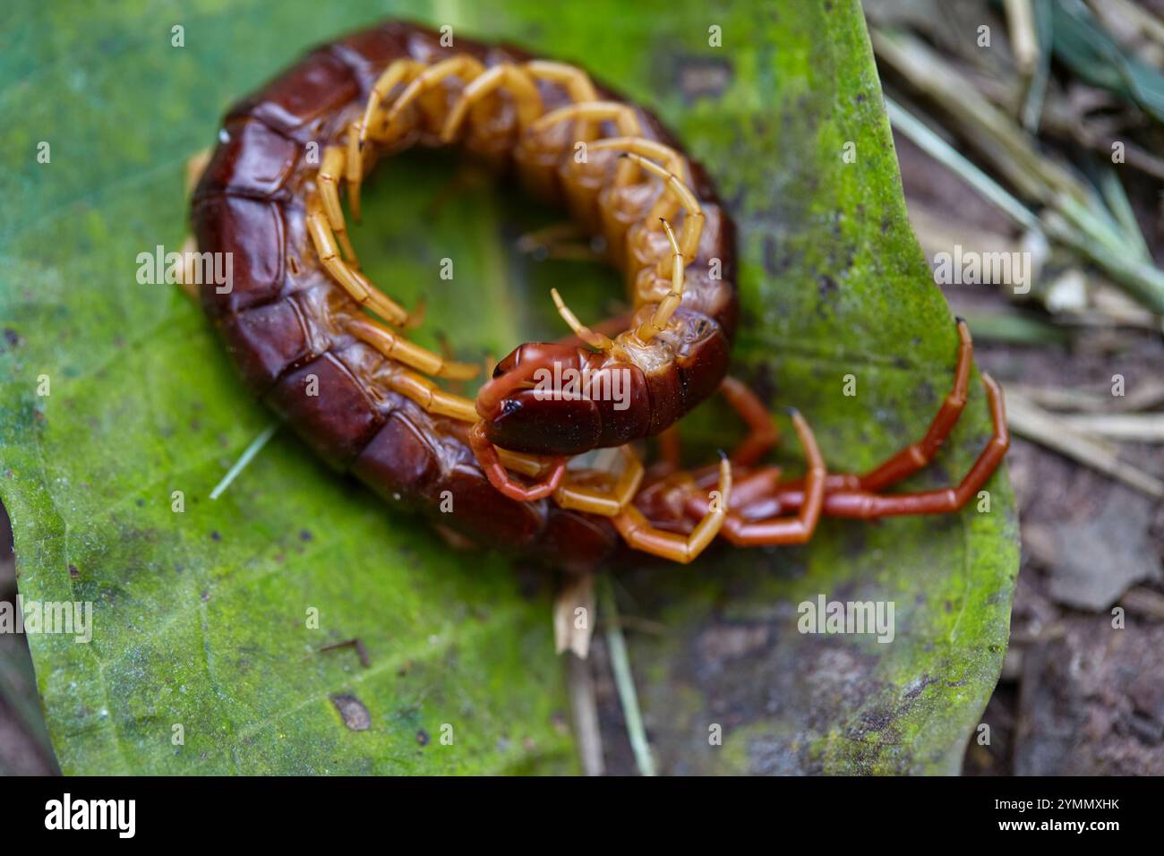 Close-up view of centipede on leaf Stock Photo - Alamy