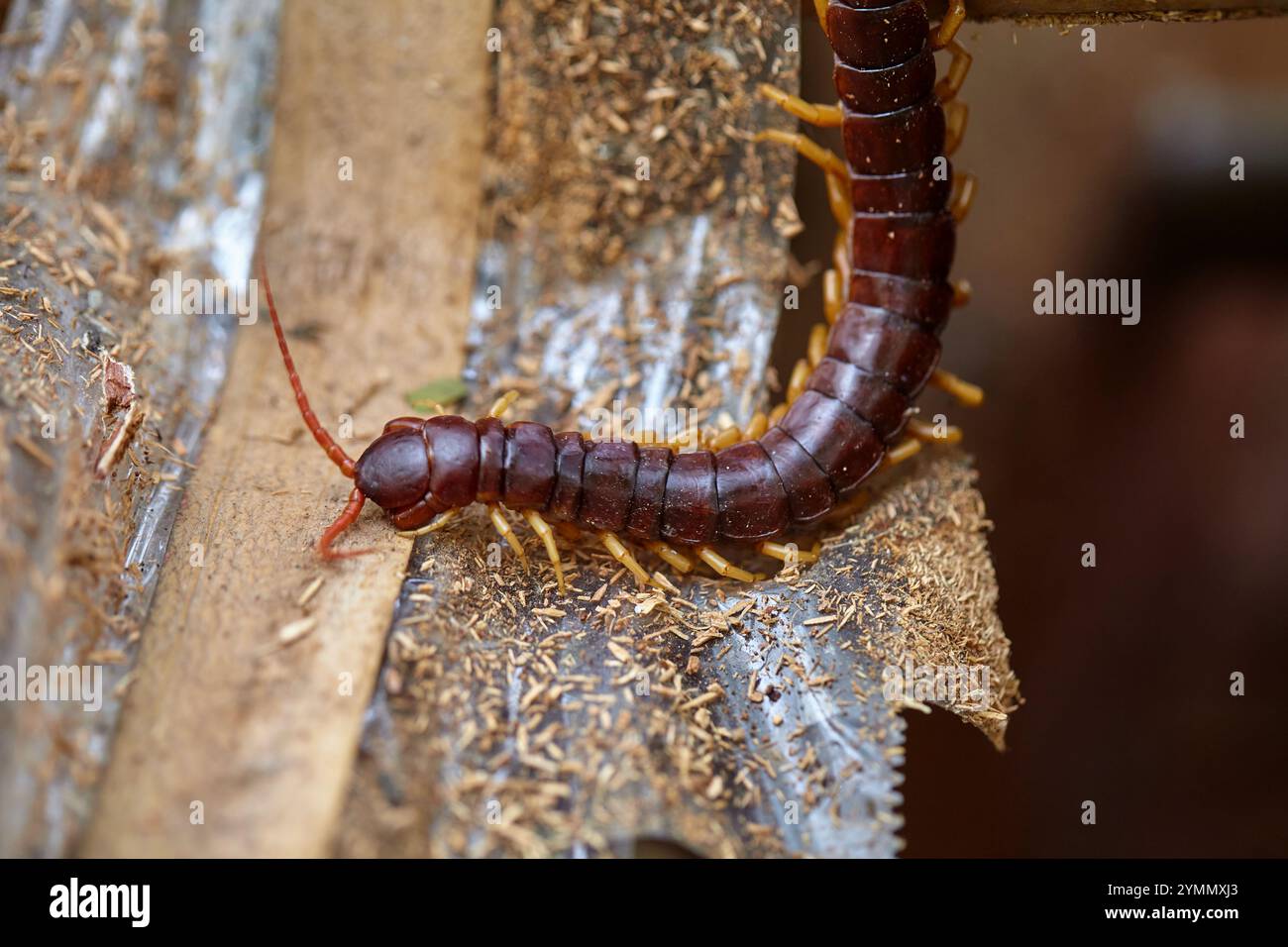 Close-up view of centipede in nature Stock Photo - Alamy