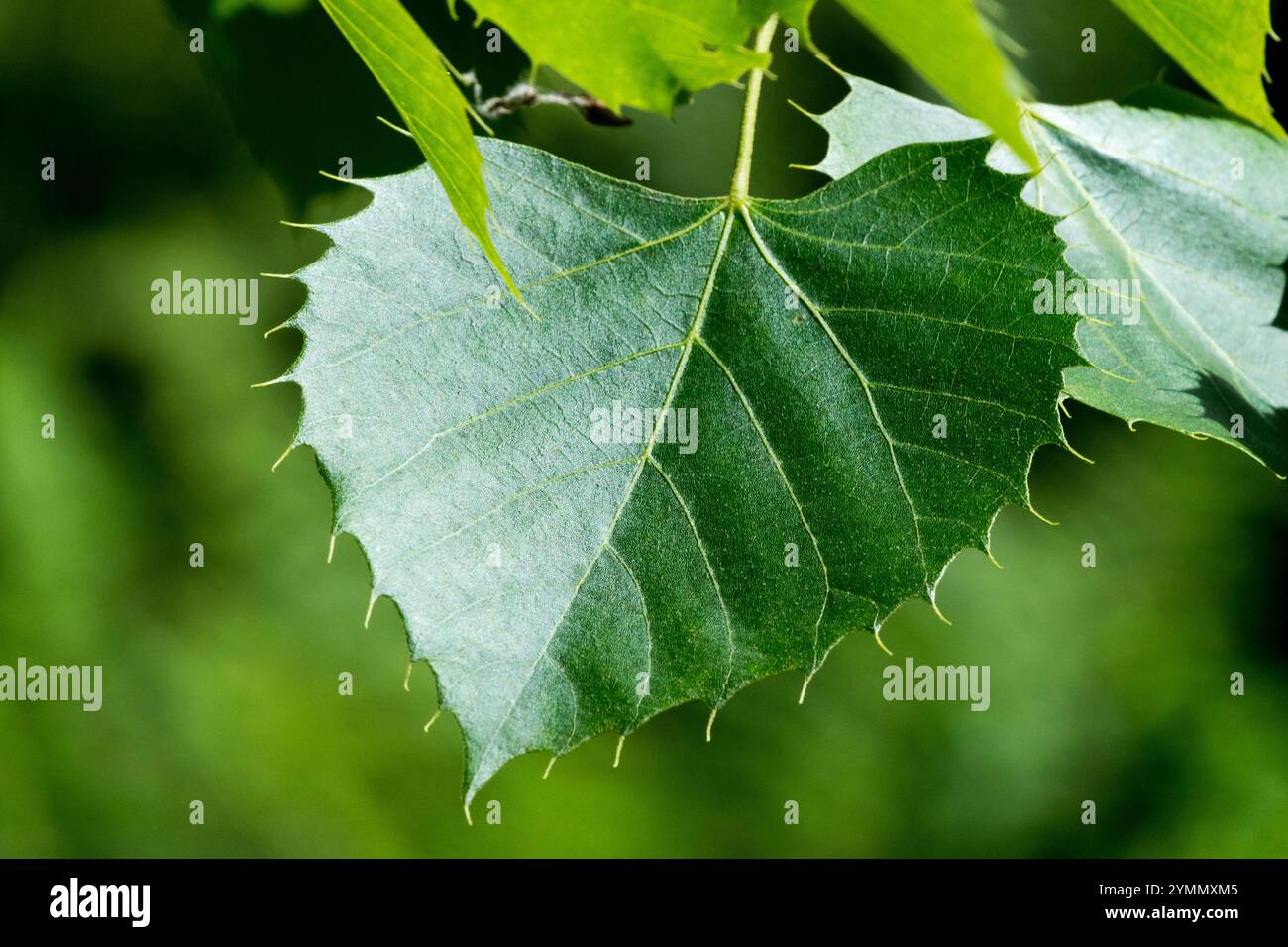 Henry's Lime leaf Tilia henryana, Linden leaf round, broadly ovate ...