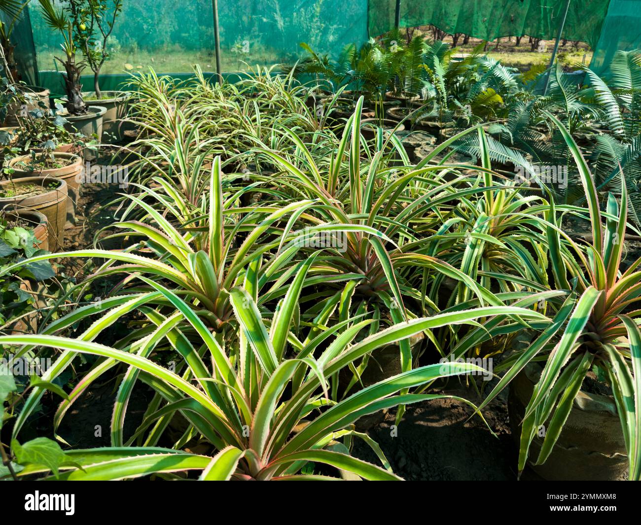 Ornamental pineapple bromeliad plant Stock Photo - Alamy