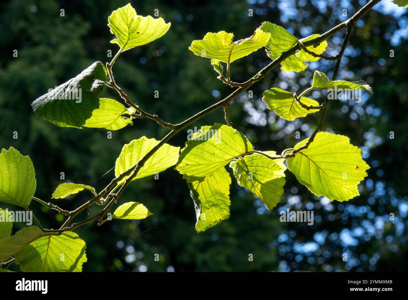 Manchurian Alder Alnus hirsuta aka Alnus sibirica Stock Photo - Alamy