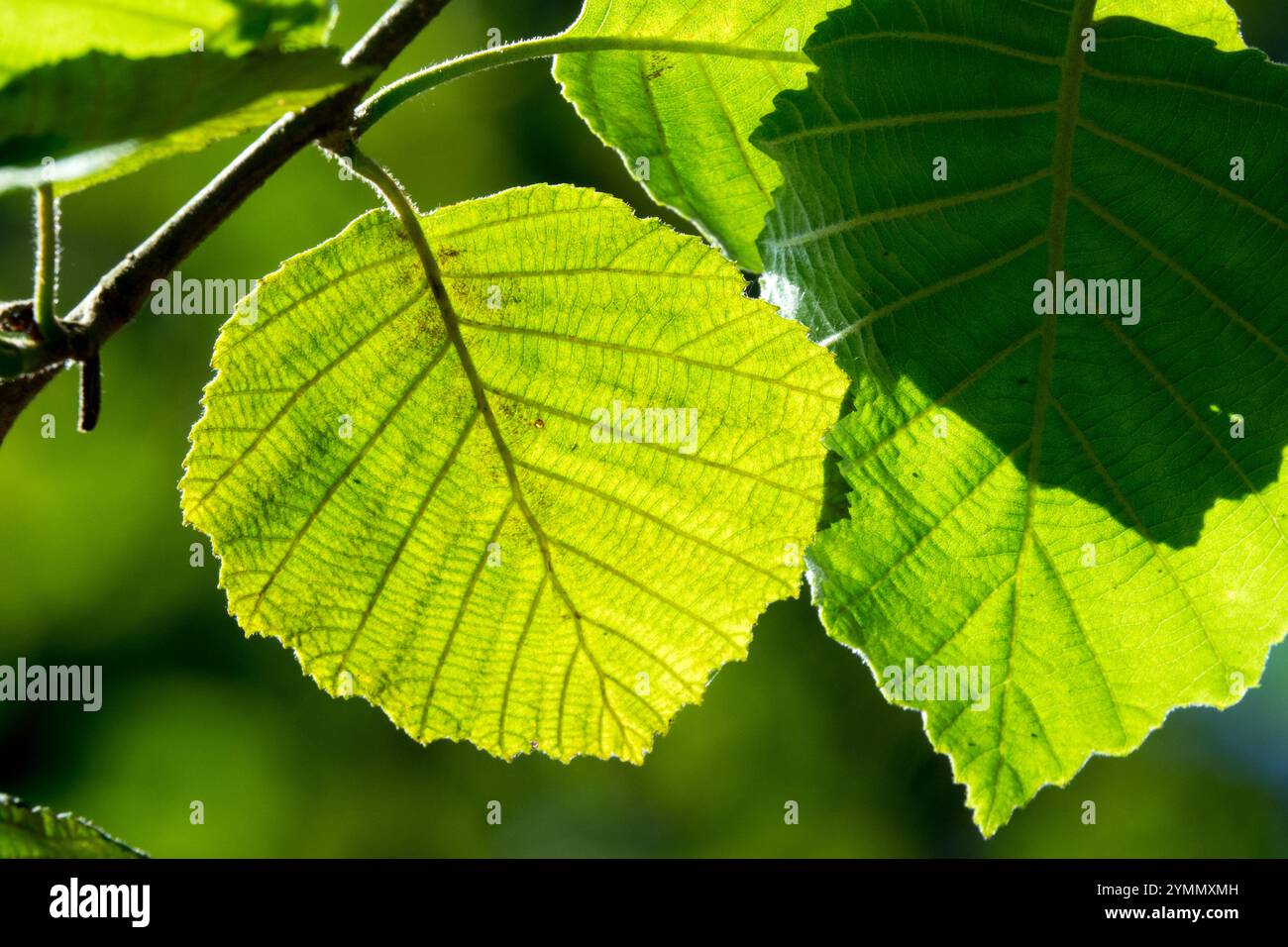 Manchurian Alder Alnus hirsuta aka Alnus sibirica Stock Photo - Alamy