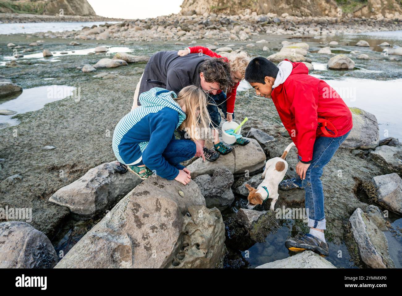 Family exploring tide pools in New Zealand Stock Photo - Alamy