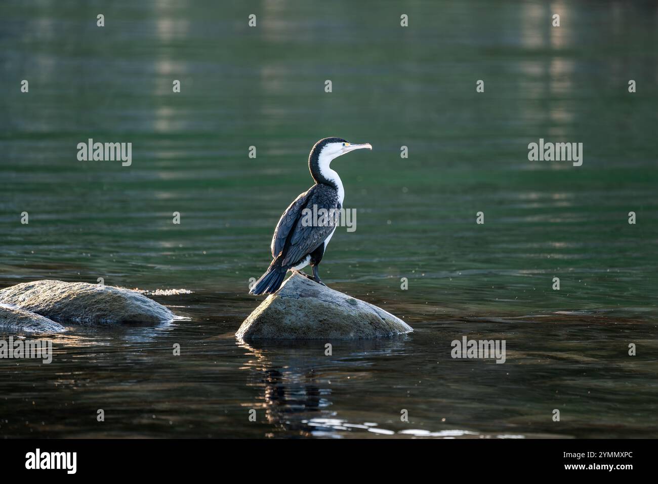 New zealand king cormorant hi-res stock photography and images - Alamy